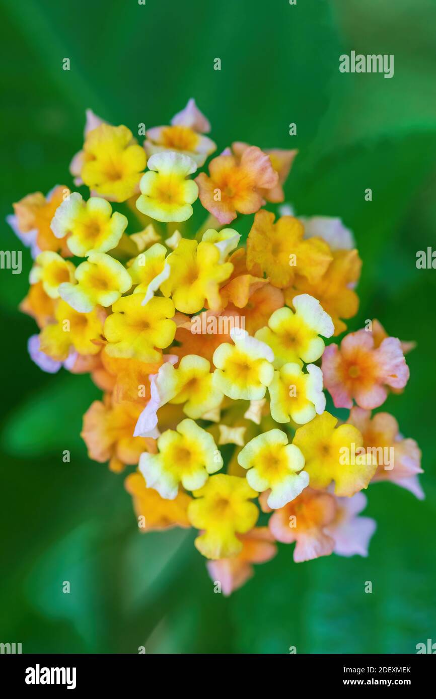 Lantana Camara flowers in the garden. Ethiopia Chamo lake, Africa Stock ...