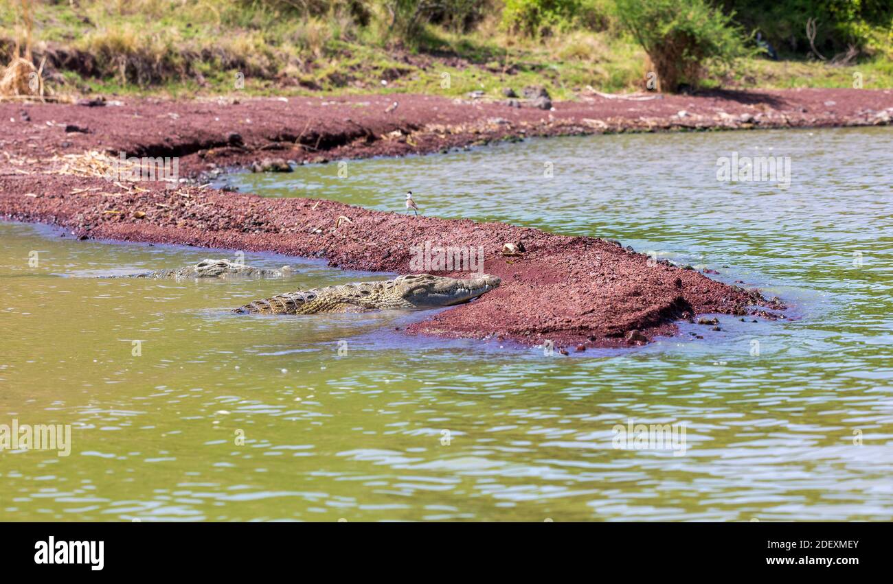 big reptile nile crocodile with opened mouth. Crocodylus niloticus ...