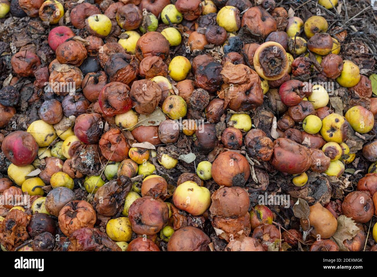 top view of spoiled red apples, close-up, autumn apples Rotten to the ...