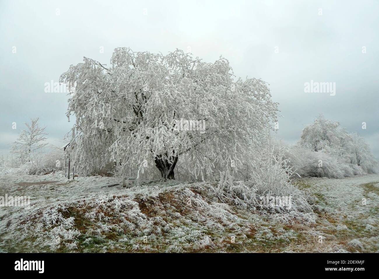winter landscape with forest, frosty trees, winterly morning of a new ...