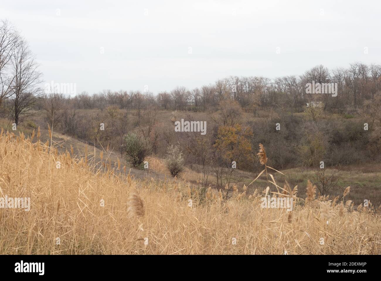 autumn landscape cloudy weather, with reeds, gully Landscape from the ...