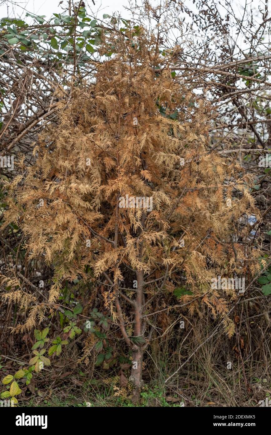 thuja dry tree autumn yellow, outdoors beautiful natural detailed ...