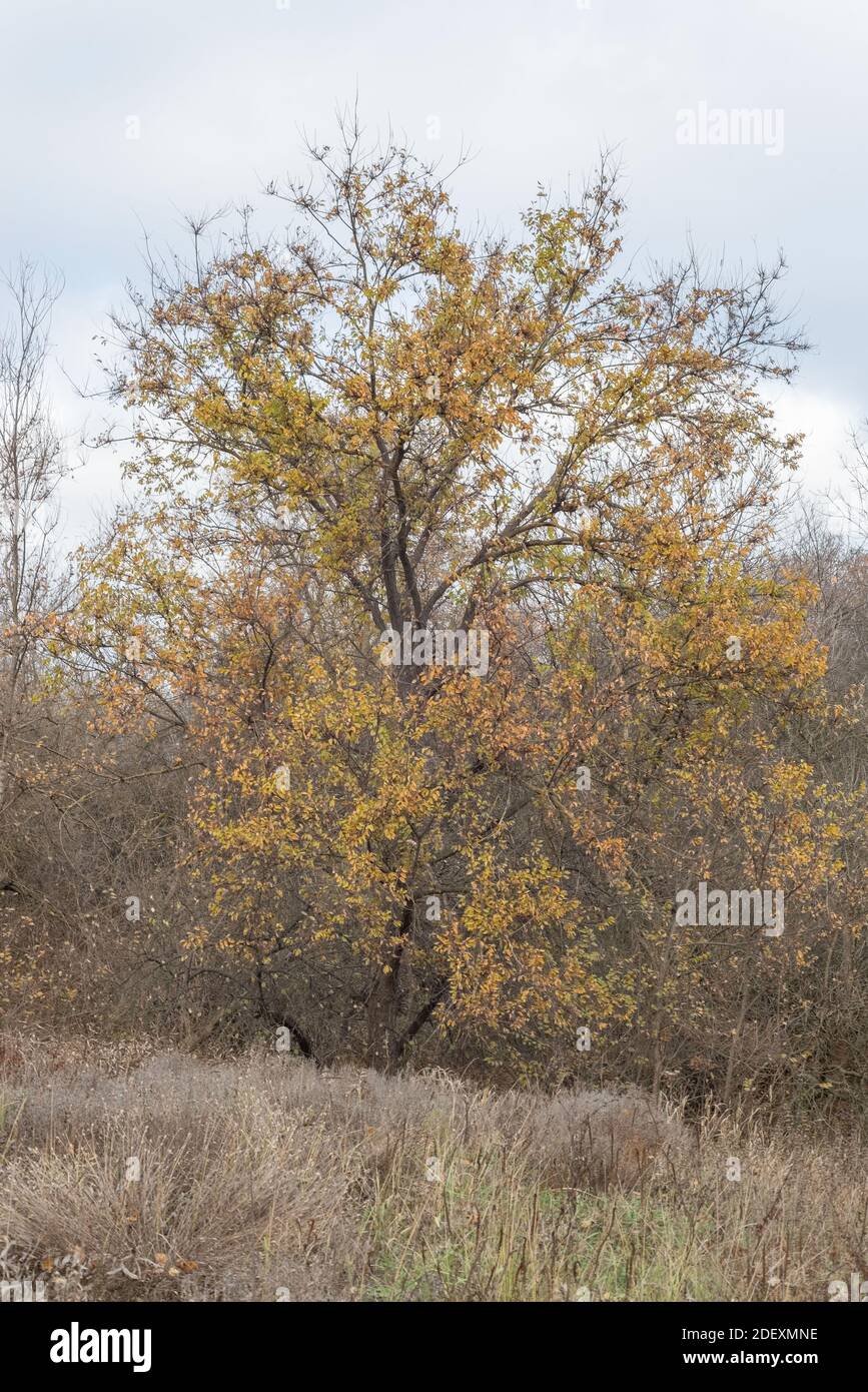 Big yellow tree in a black and white landscape Stock Photo - Alamy