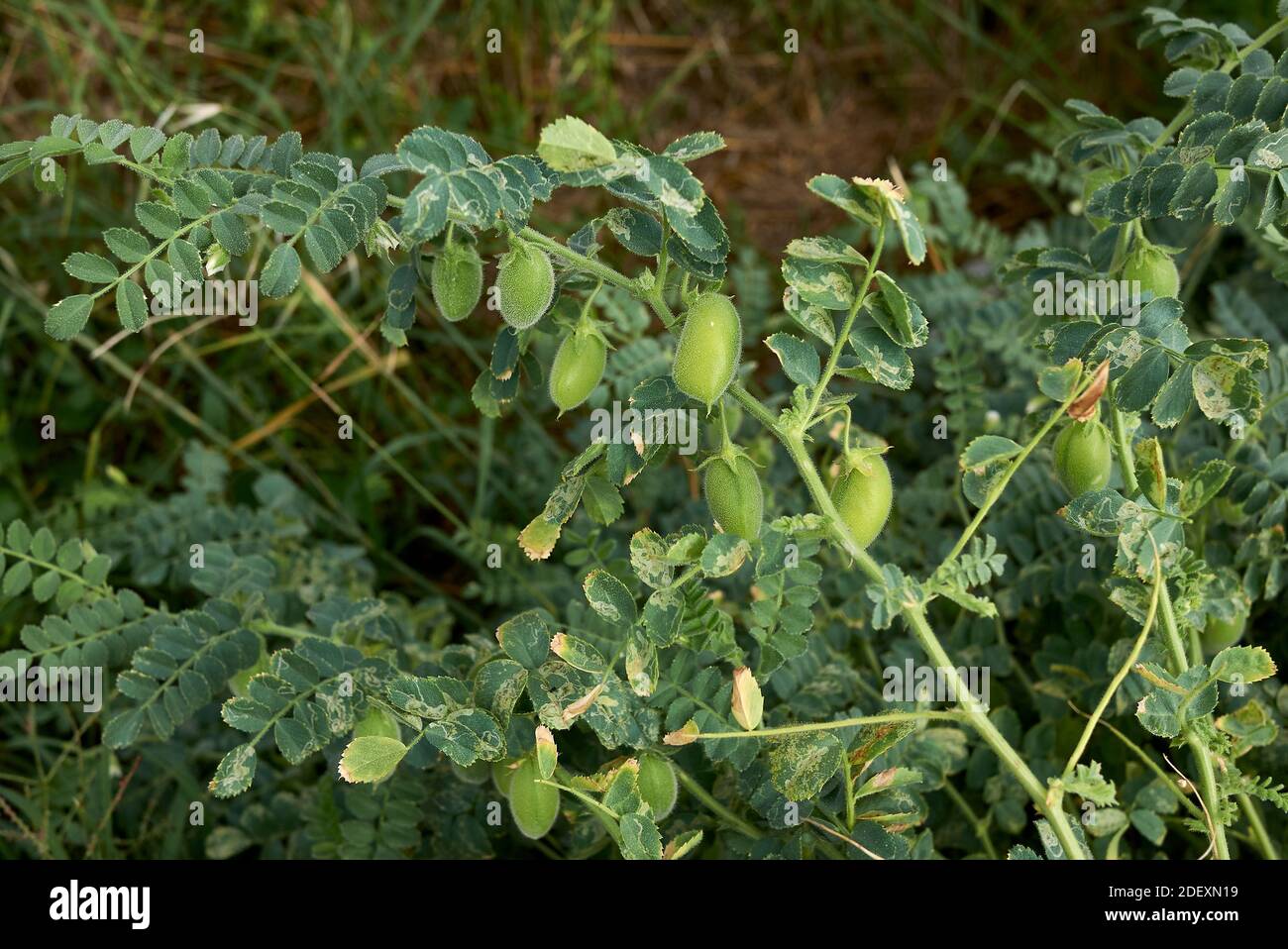 Cicer arietinum field with fresh chickpeas Stock Photo - Alamy