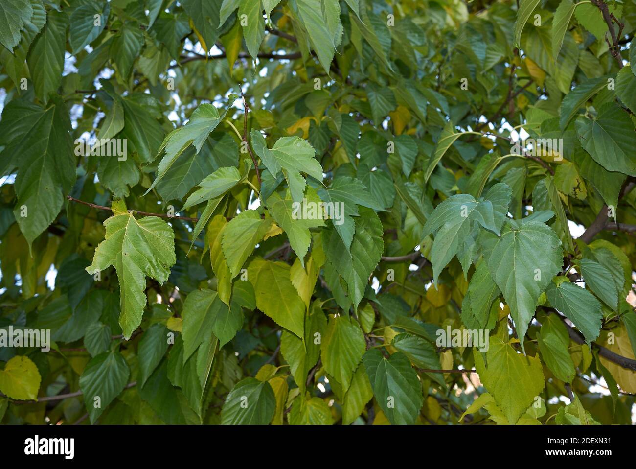 Morus alba tree hi-res stock photography and images - Alamy