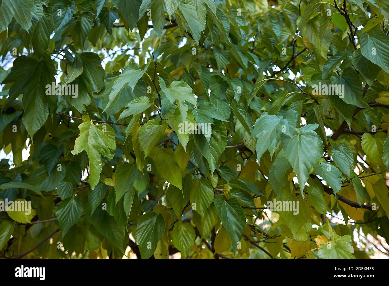 Mulberry fall autumn morus tree hi-res stock photography and images - Alamy