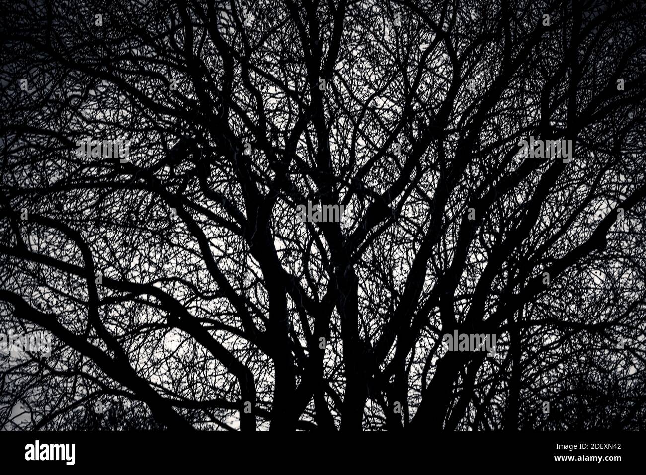 Isolated Branches Of A Tree Background Black And White Stock Photo - Alamy