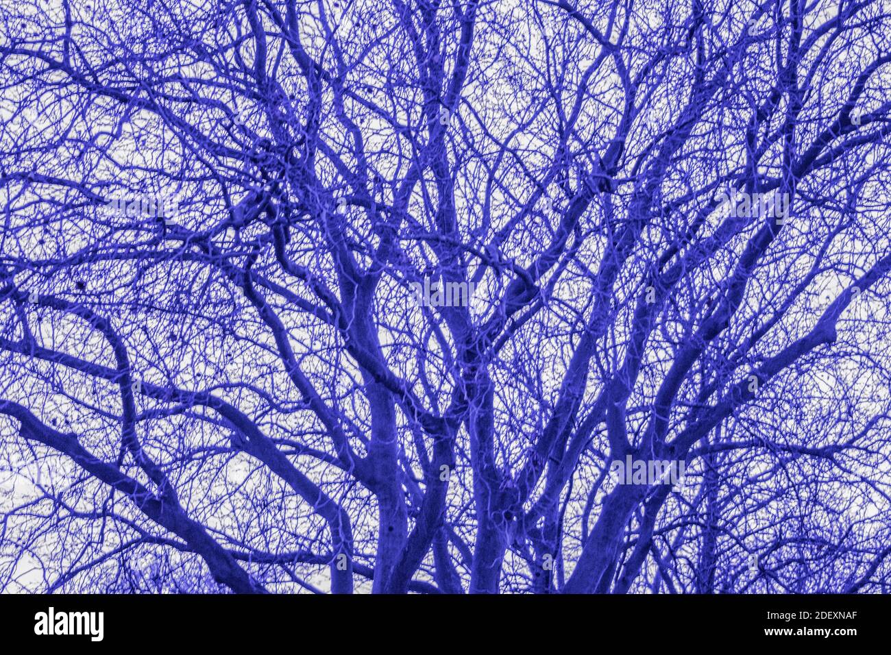 Isolated Branches Of A Tree Background Blue Stock Photo - Alamy