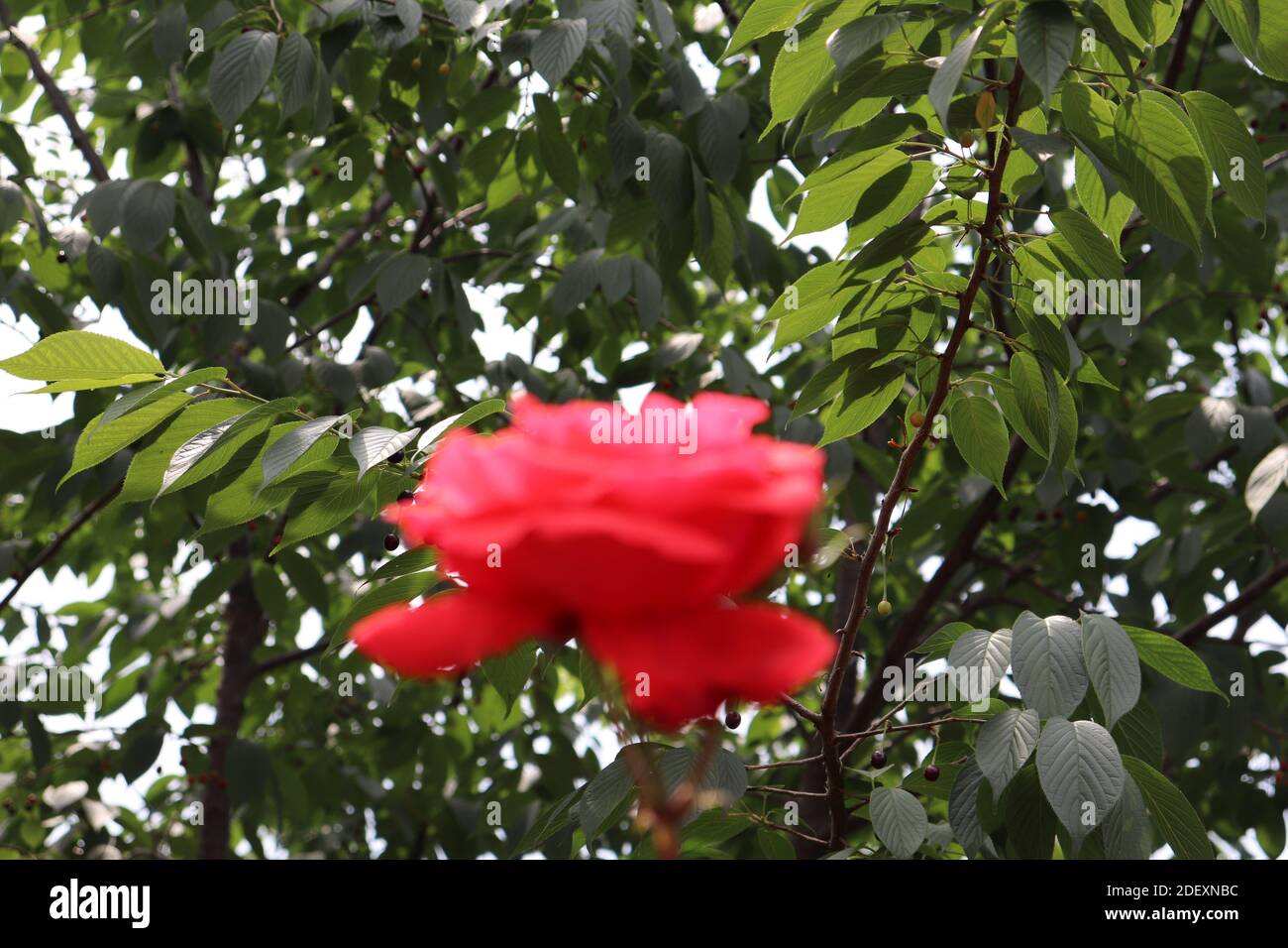 Close up view of a beautiful red rose in a garden in Chengdu, China ...