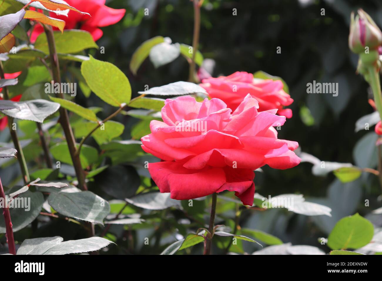 Close up view of a beautiful red rose in a garden in Chengdu, China ...