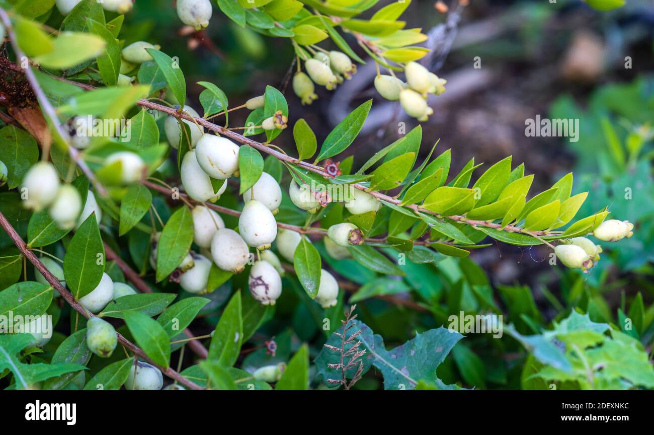 Myrtus, Hambeles berries, botanical aromatic fruits on the mersin trees ...