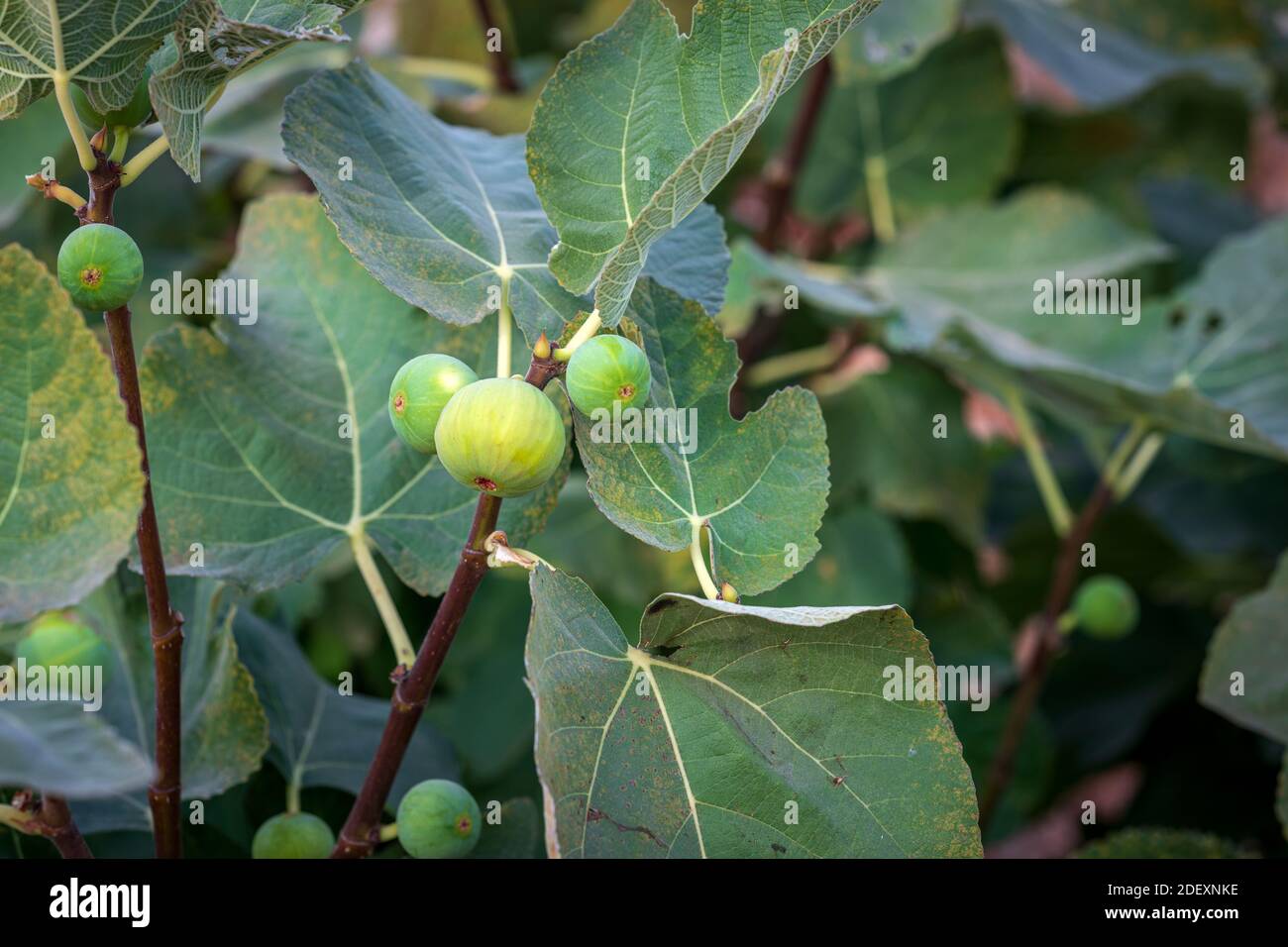 Bunch of green figs on a fig tree Stock Photo - Alamy