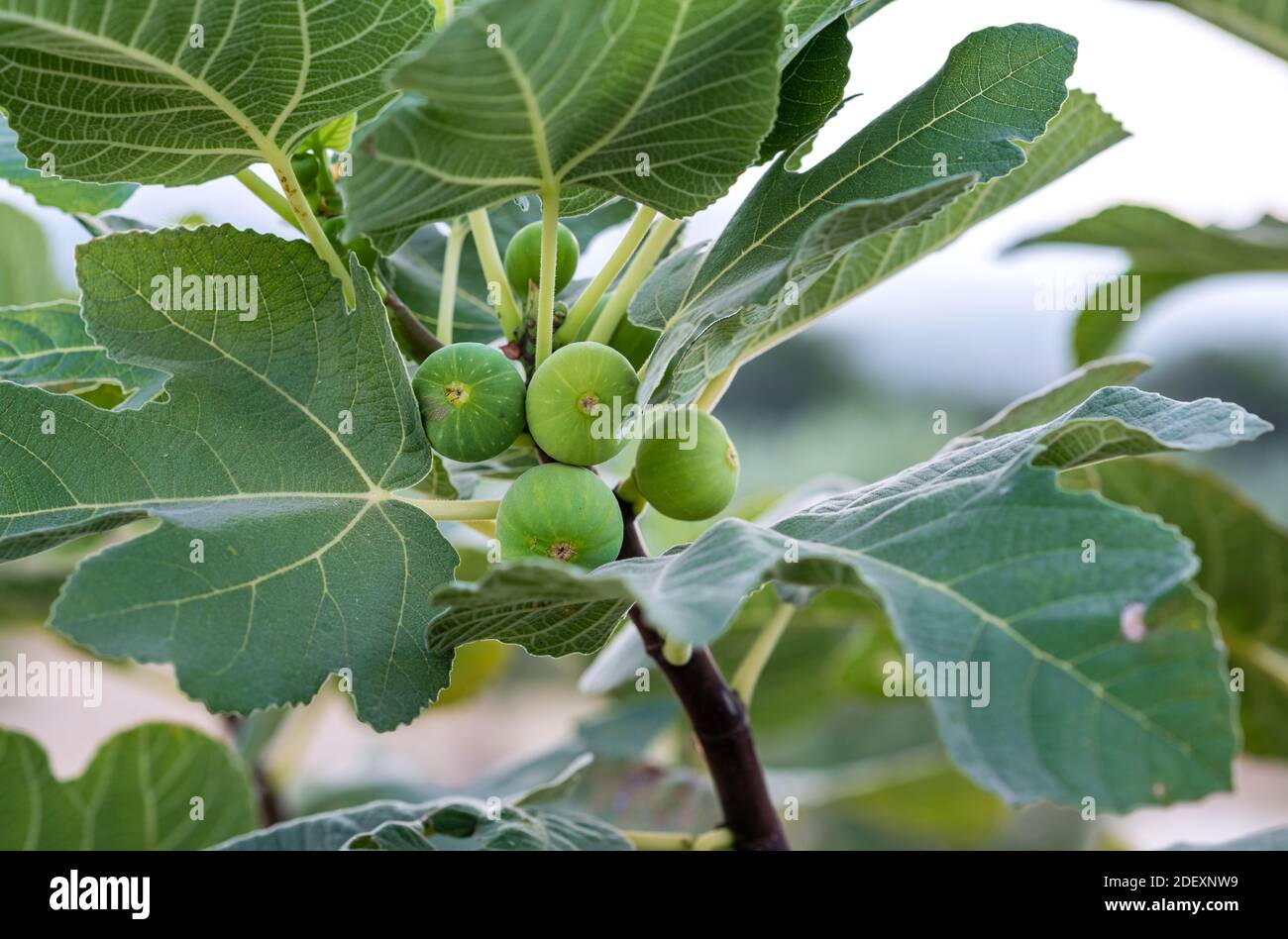 Figs on a fig tree hi-res stock photography and images - Alamy