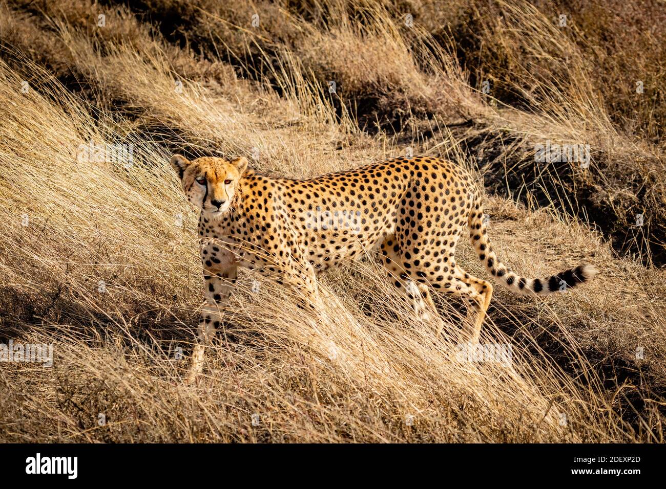 Cheetah on the prowl Stock Photo - Alamy