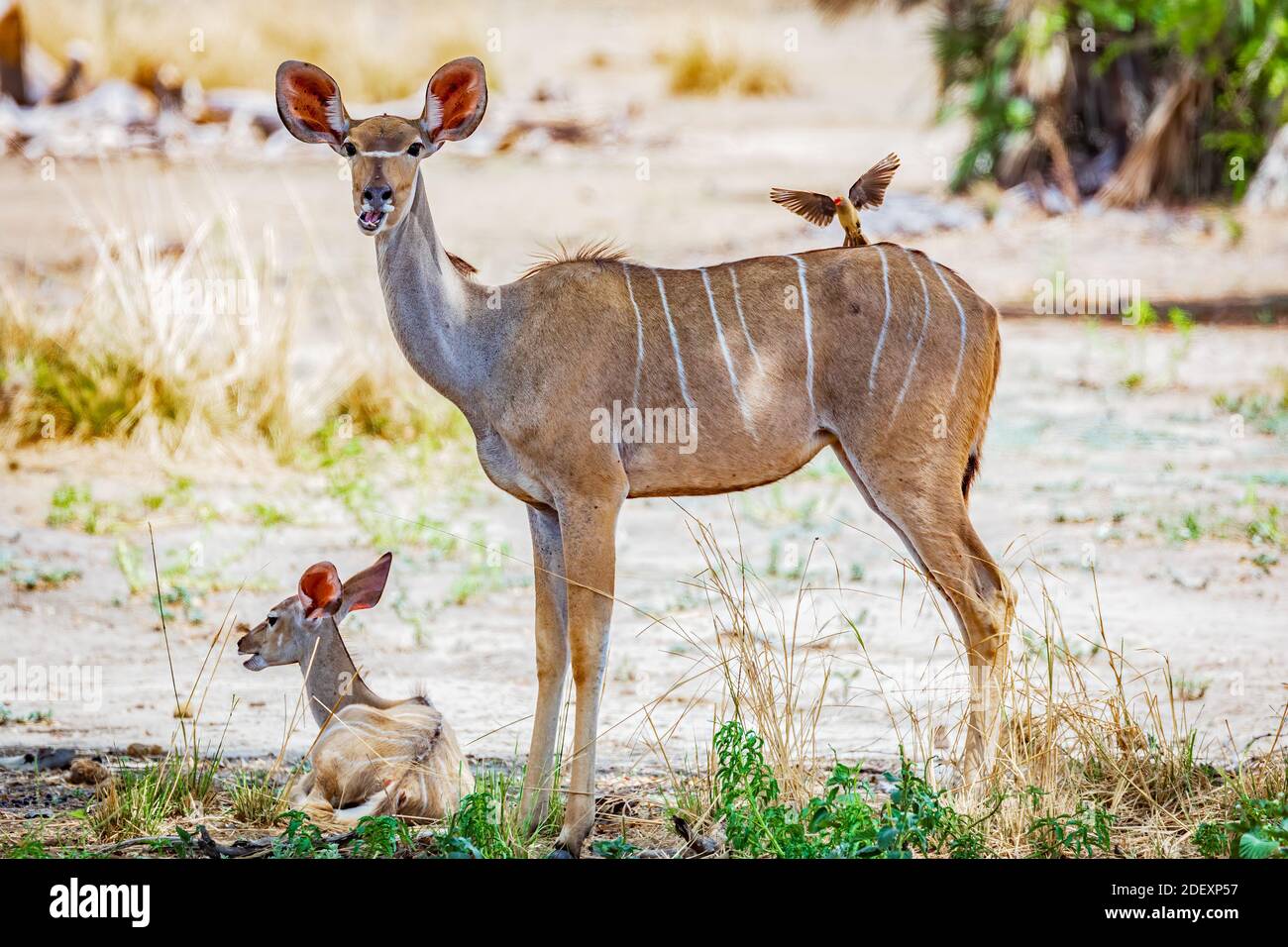 Kudu mom and baby Stock Photo - Alamy