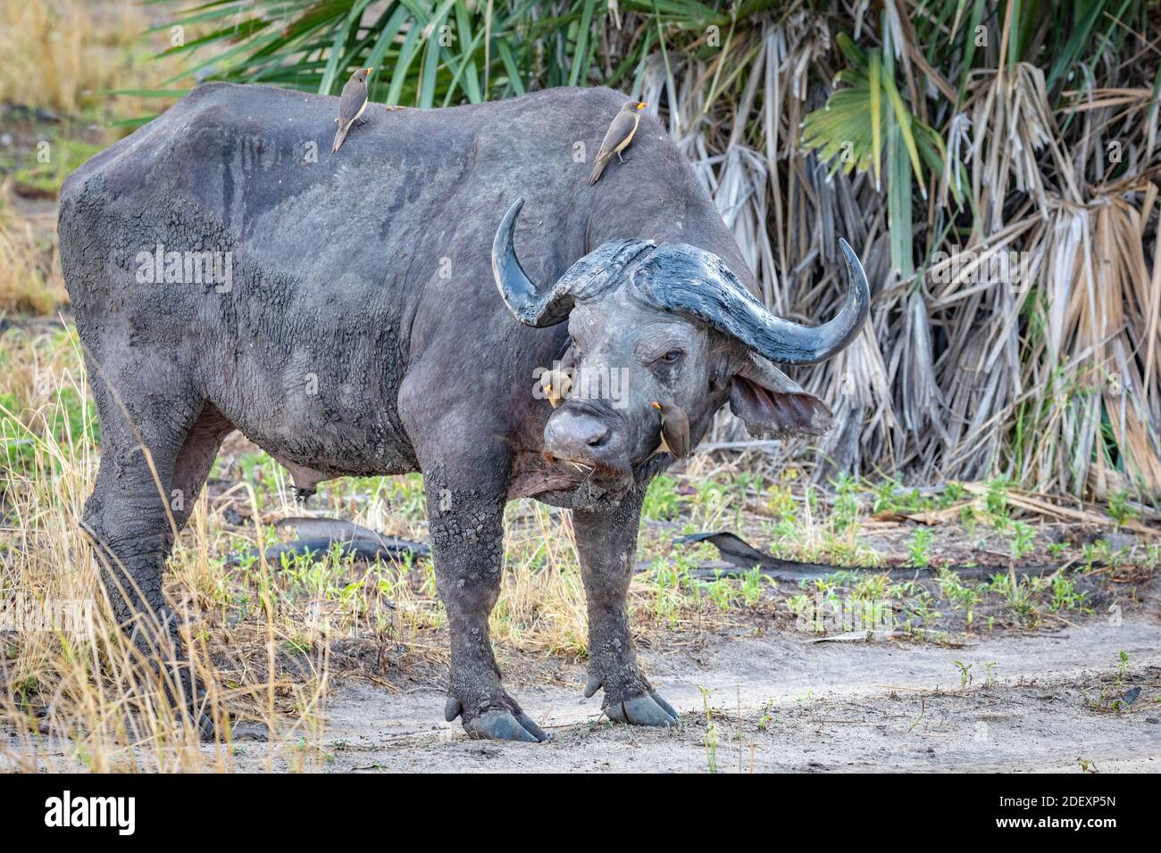 Cape buffalo with friends Stock Photo - Alamy