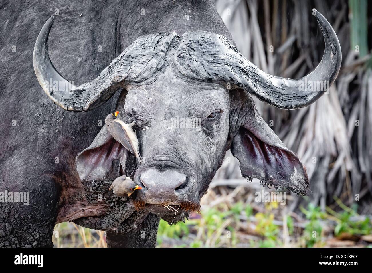 Cape buffalo facial Stock Photo - Alamy