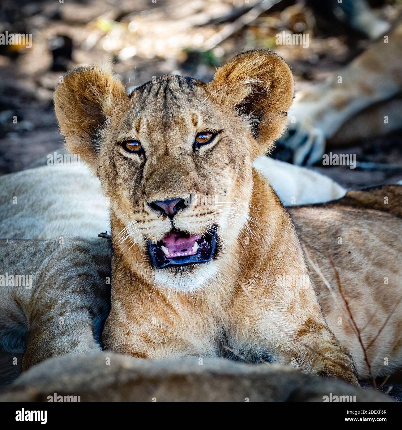 Smiling lion hi-res stock photography and images - Alamy