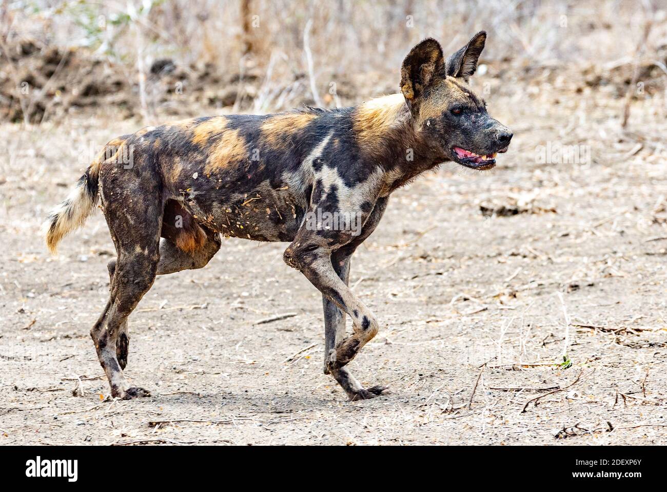 Hunting dog in Tanzania Stock Photo - Alamy