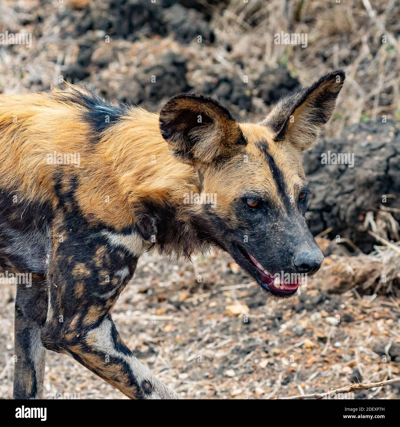 Hunting dog portrait Stock Photo - Alamy