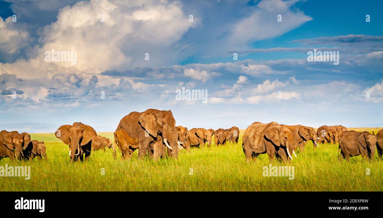 Elephant landscape hi-res stock photography and images - Alamy