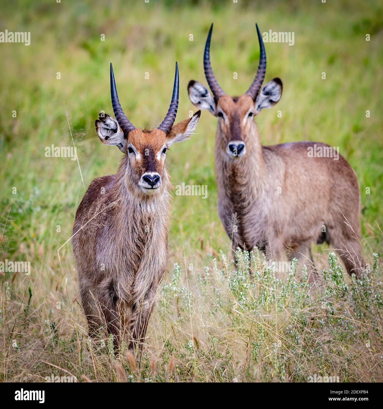 Common waterbuck hi-res stock photography and images - Alamy