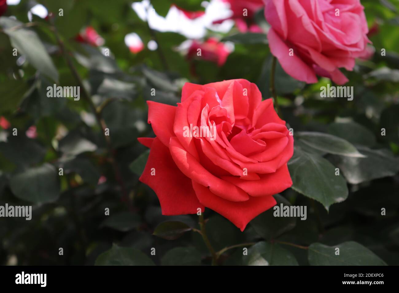 Close up view of a beautiful red rose in a garden in Chengdu, China ...