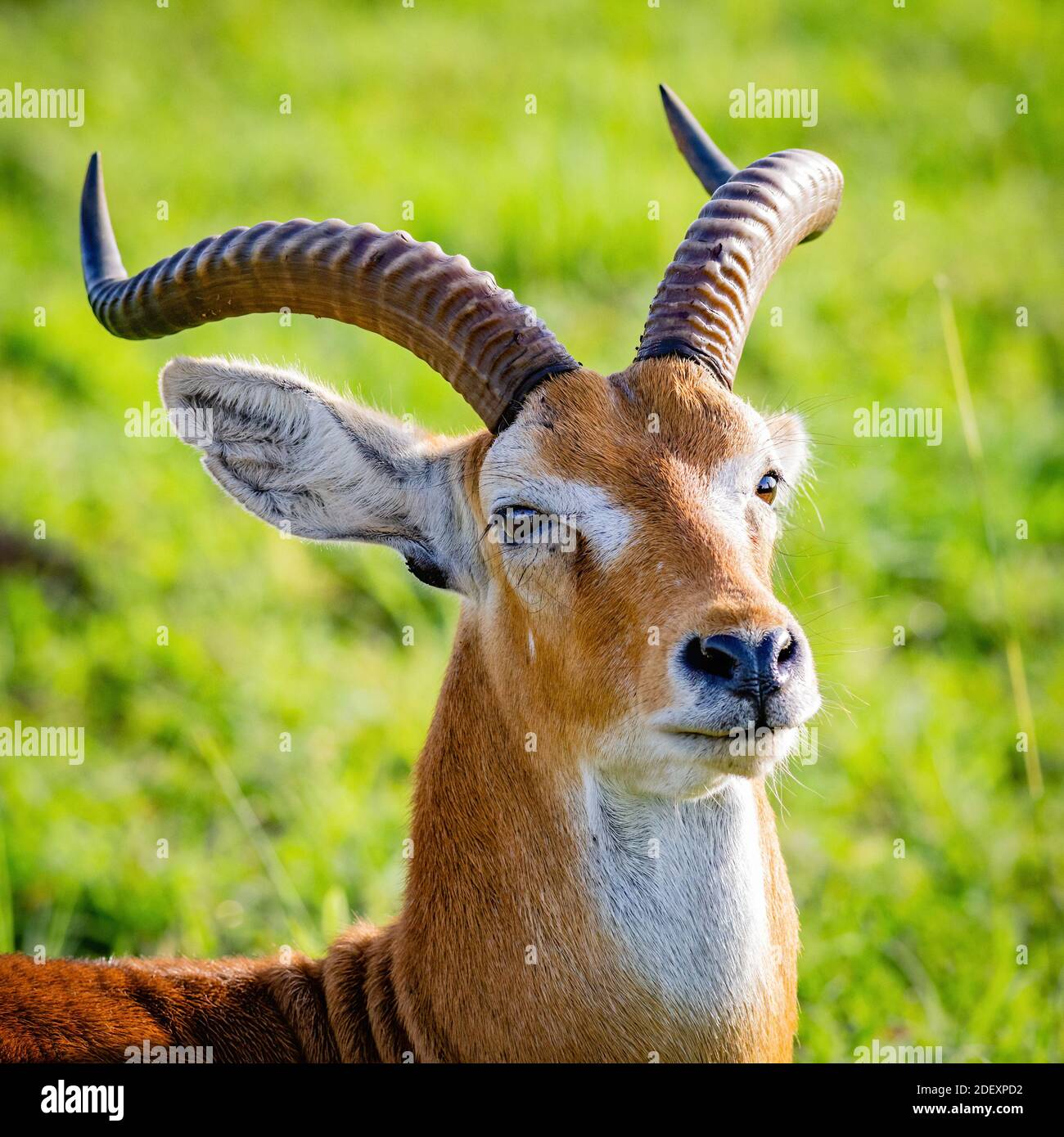 Uganda impala antelope hi-res stock photography and images - Alamy