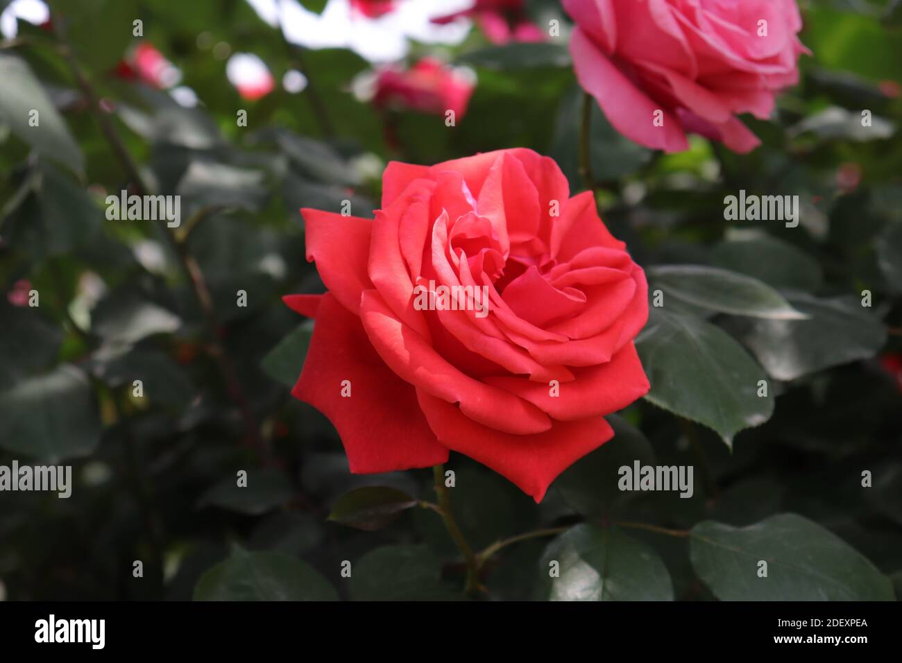 Close up view of a beautiful red rose in a garden in Chengdu, China ...