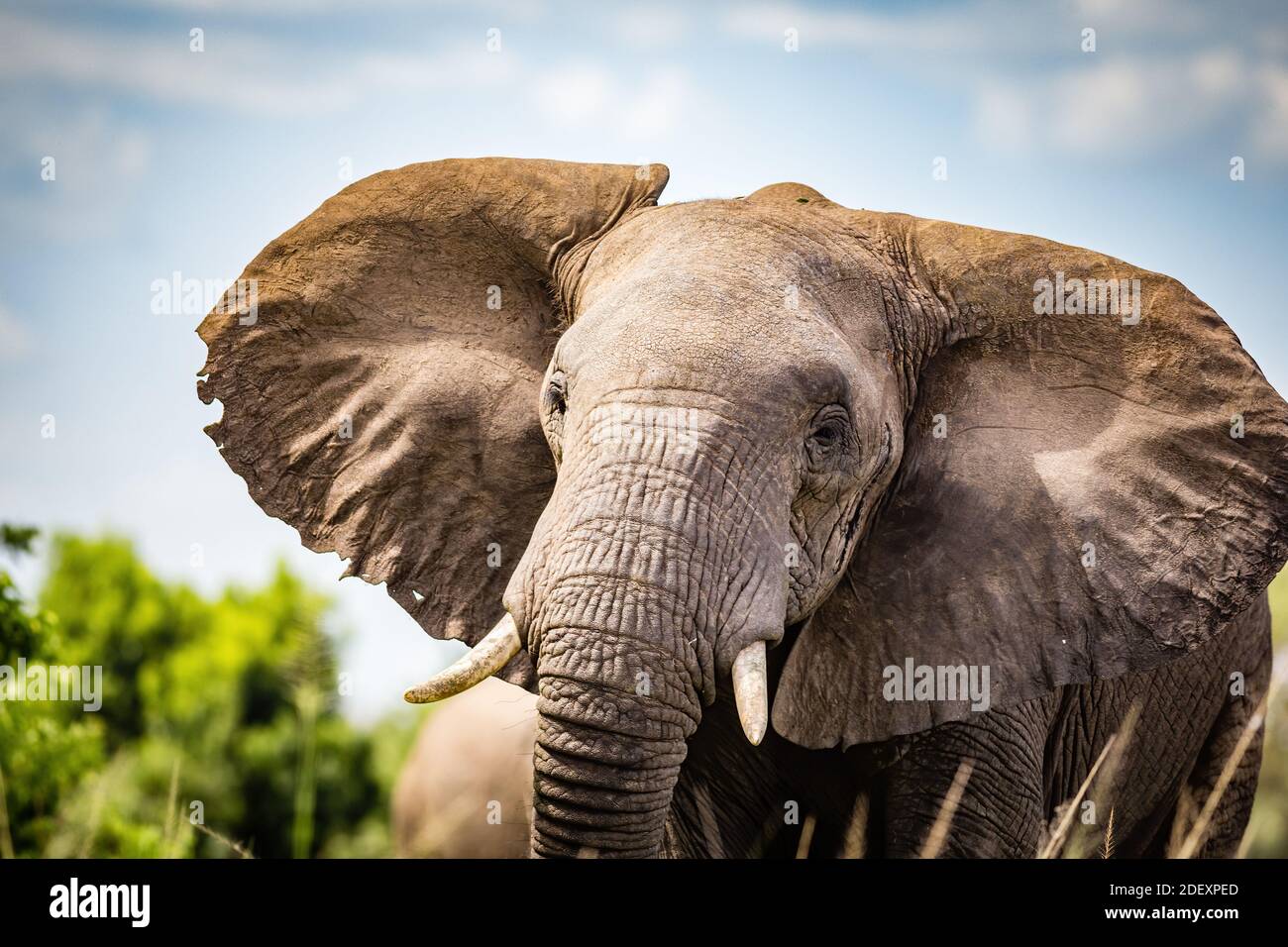 Elephant up close Stock Photo - Alamy