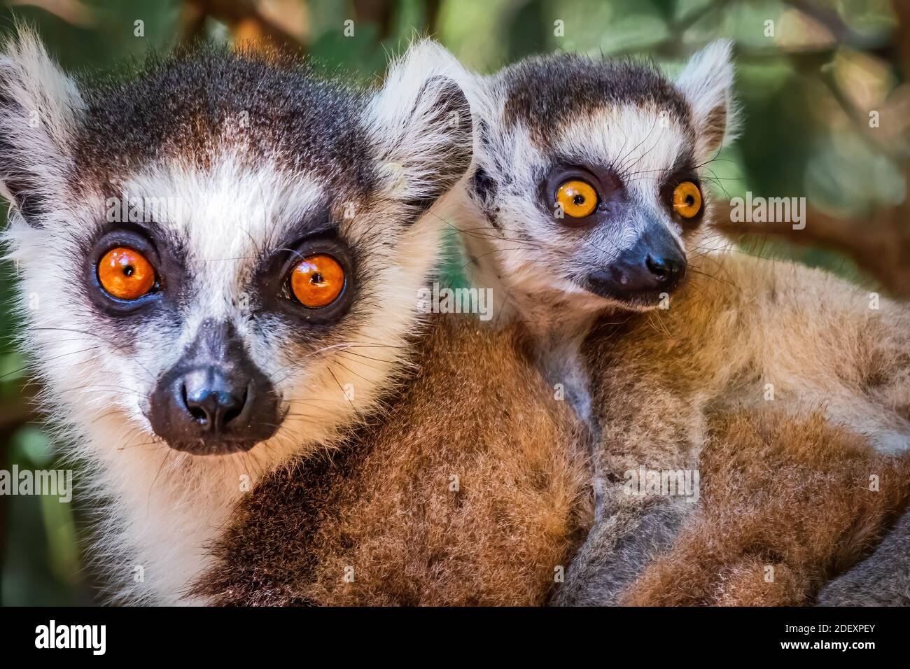 Lemur baby hi-res stock photography and images - Alamy
