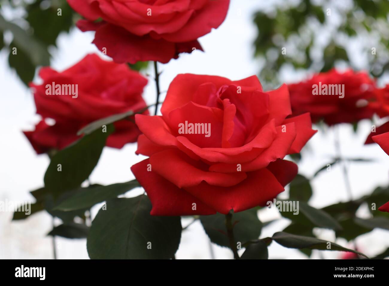 Close up view of a beautiful red rose in a garden in Chengdu, China ...
