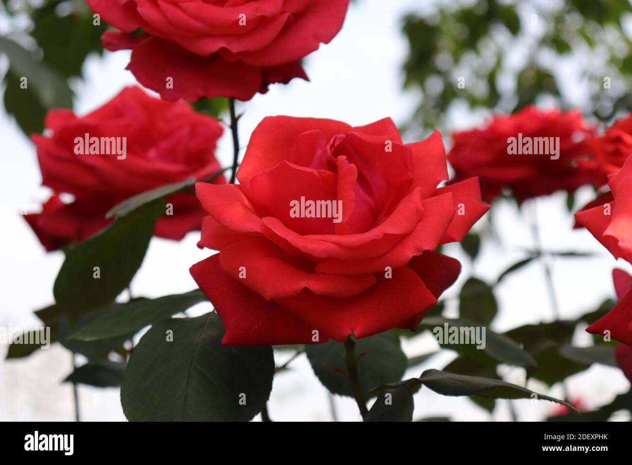 close up view of beautiful red rose in a garden in Chengdu, China Stock ...