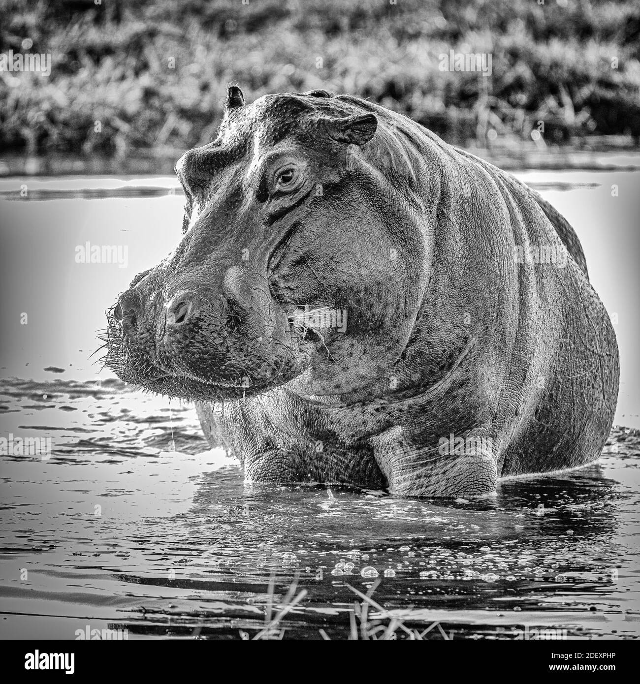 Hippo in monochrome Stock Photo - Alamy