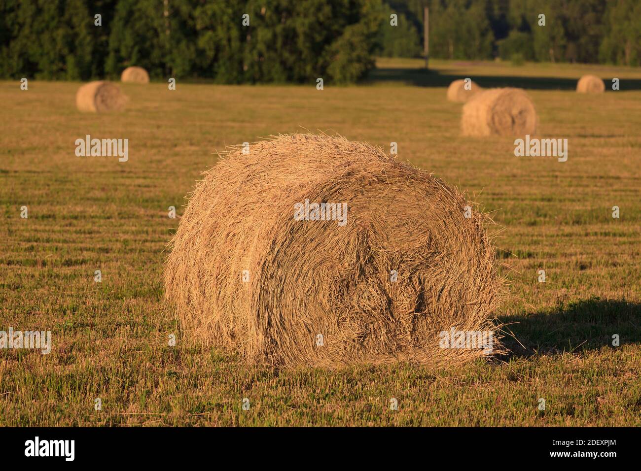 Haycocks hi-res stock photography and images - Alamy