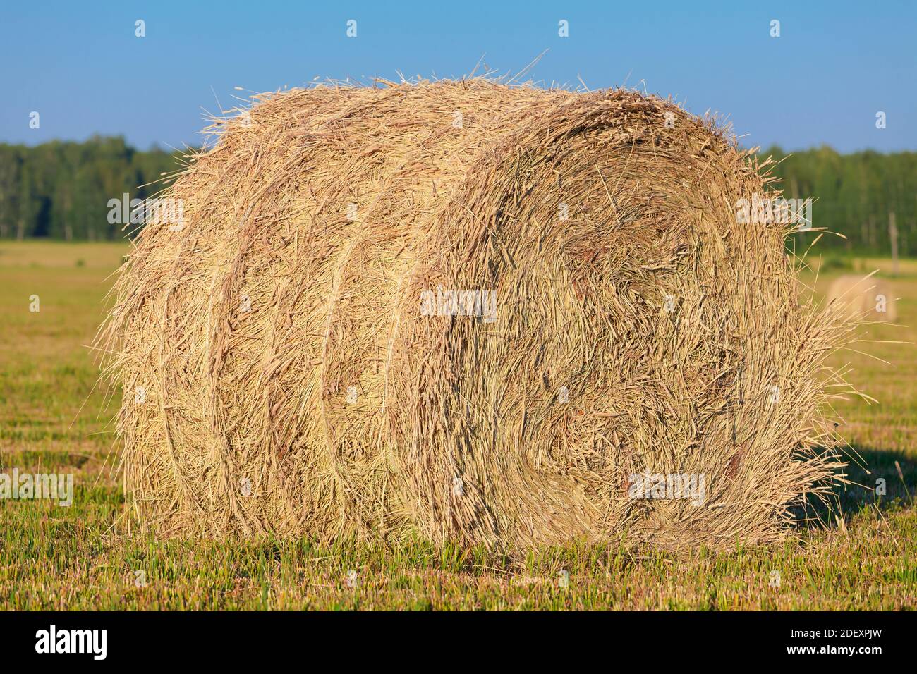 The rural scene, the haystacks in the field Stock Photo - Alamy