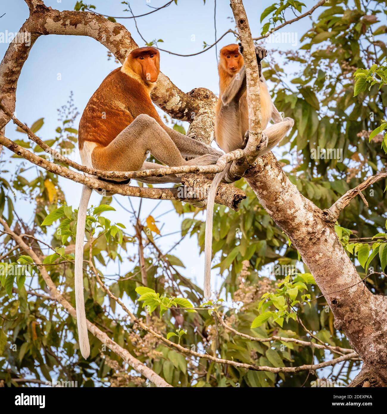 Proboscis monkeys in Borneo Stock Photo - Alamy
