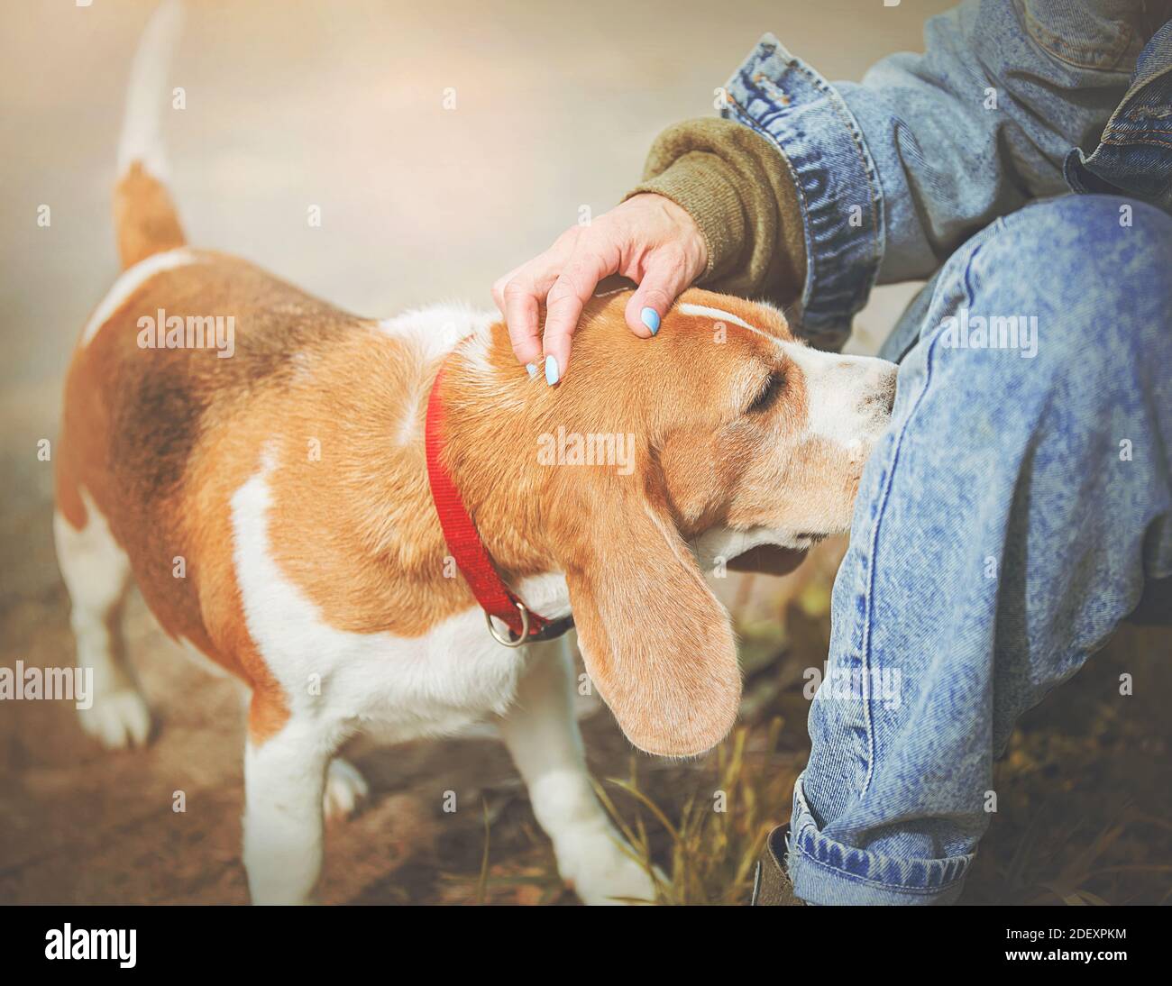 A woman in jeans gently strokes a cheerful, playful Beagle in a red ...