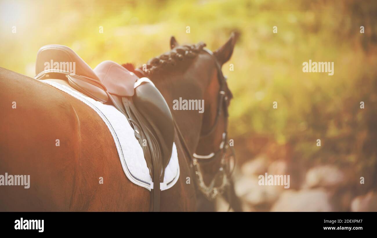 Bright sun rays illuminate a saddled bay racehorse in the summer ...