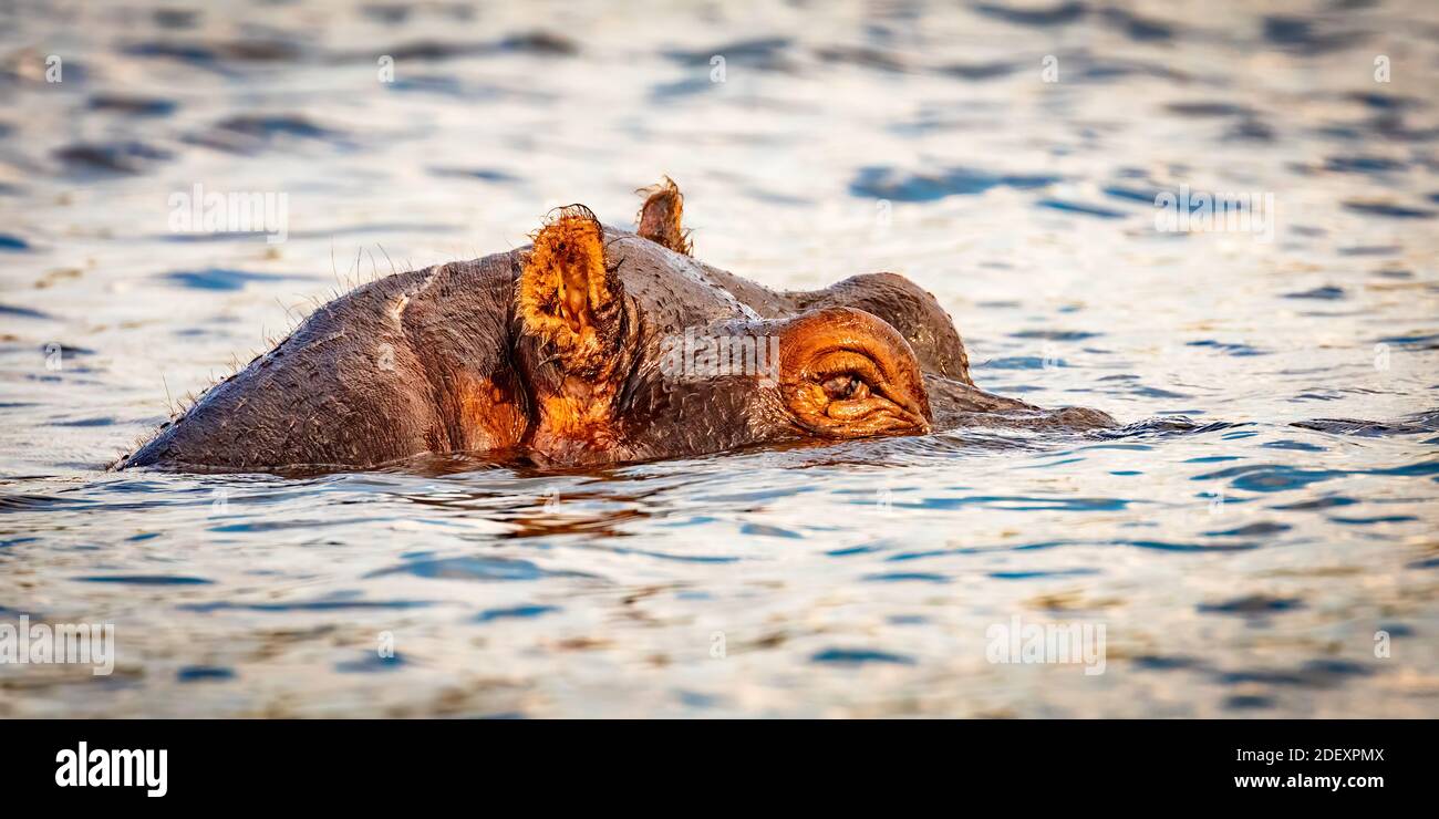 Hippo close hi-res stock photography and images - Alamy