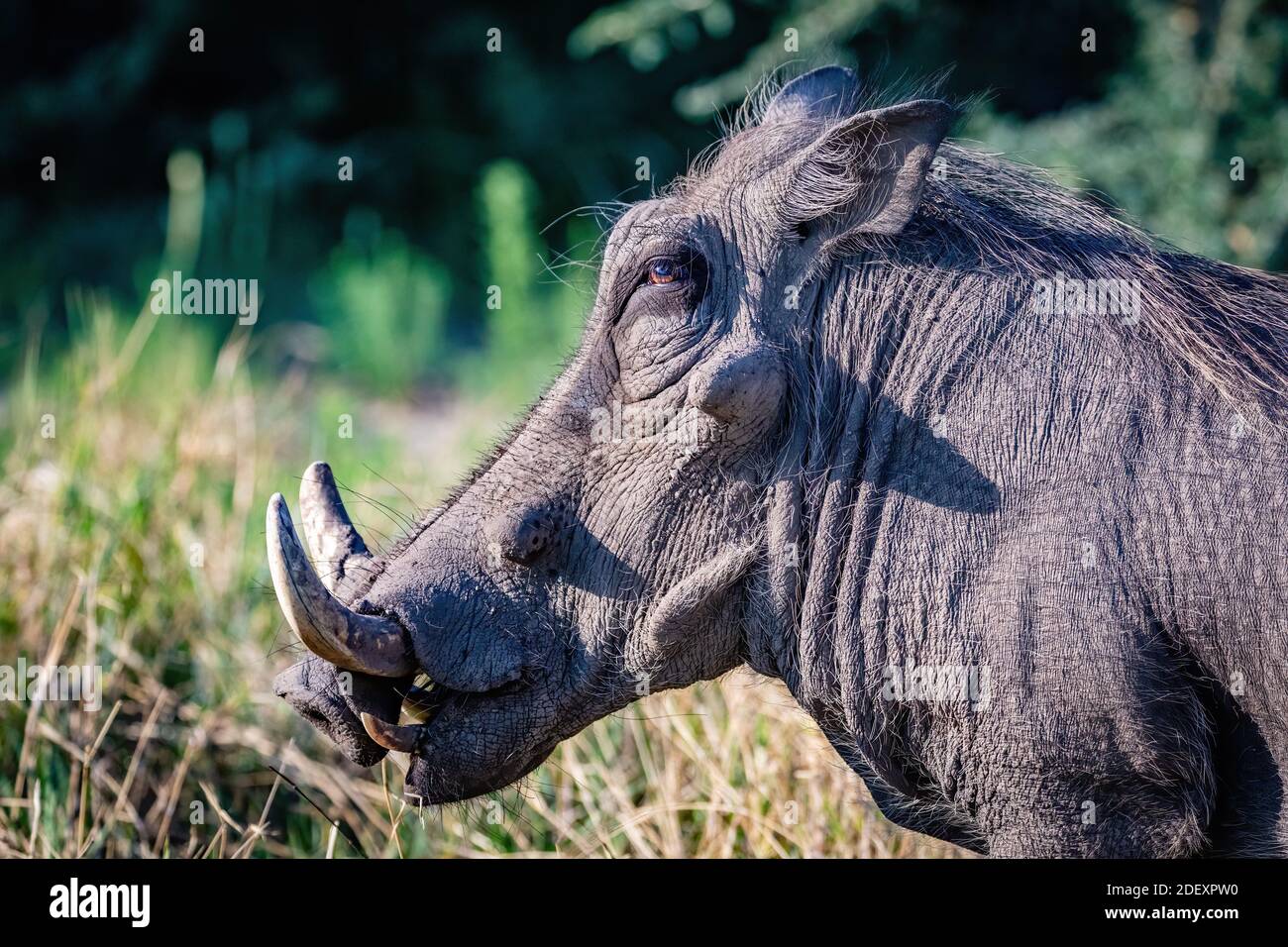Warthog profile hi-res stock photography and images - Alamy