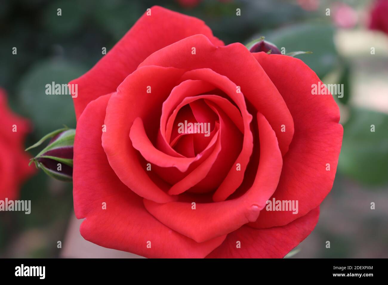 close up view of beautiful red rose in a garden in Chengdu, China Stock ...