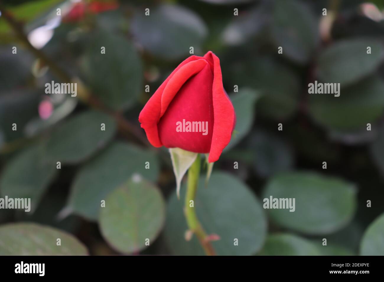 close up view of beautiful red rose in a garden in Chengdu, China Stock ...