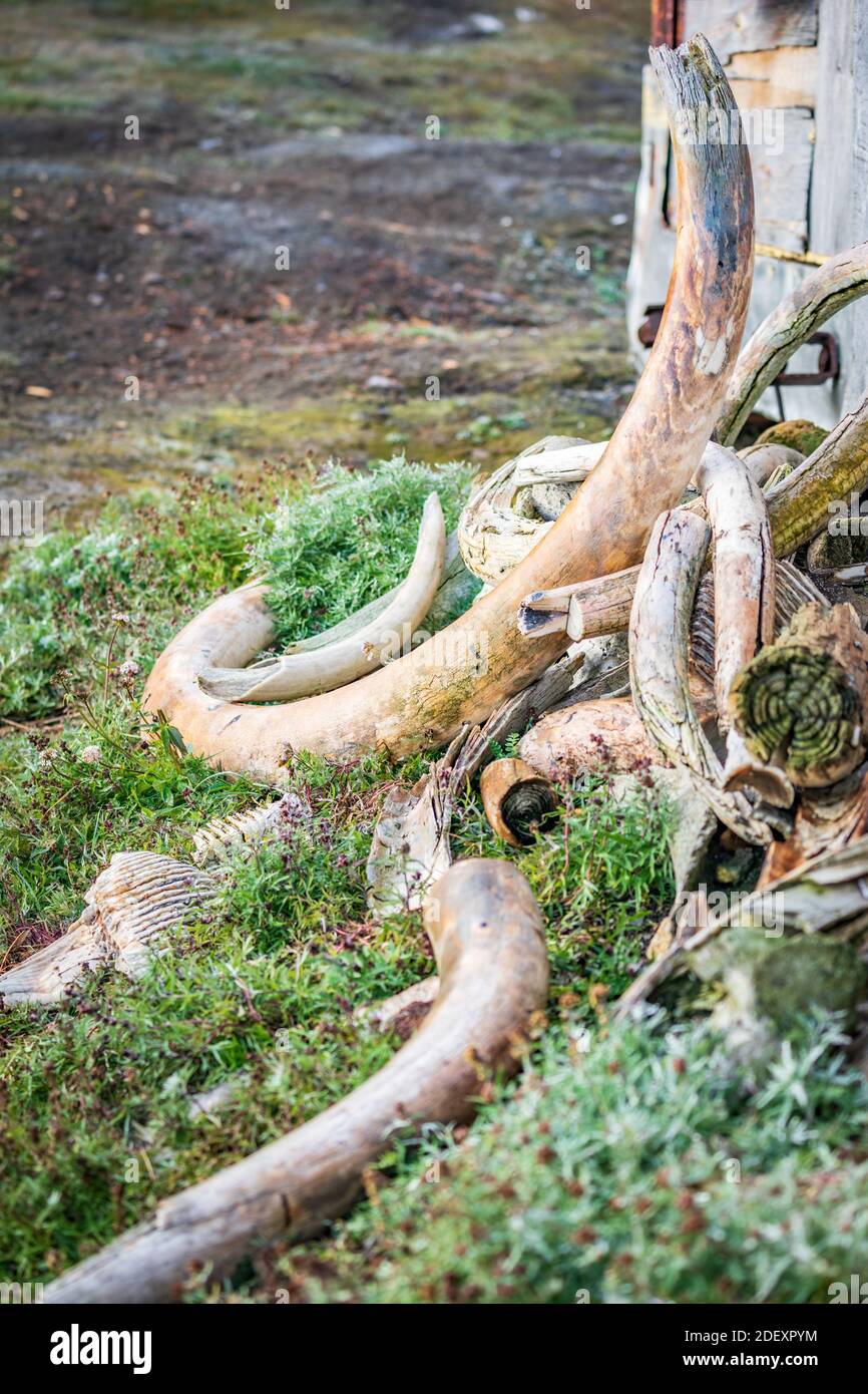 Mammoth tusks fossil hi-res stock photography and images - Alamy