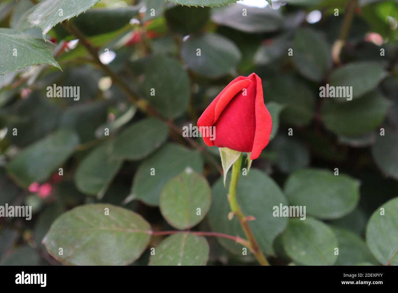 close up view of beautiful red rose in a garden in Chengdu, China Stock ...