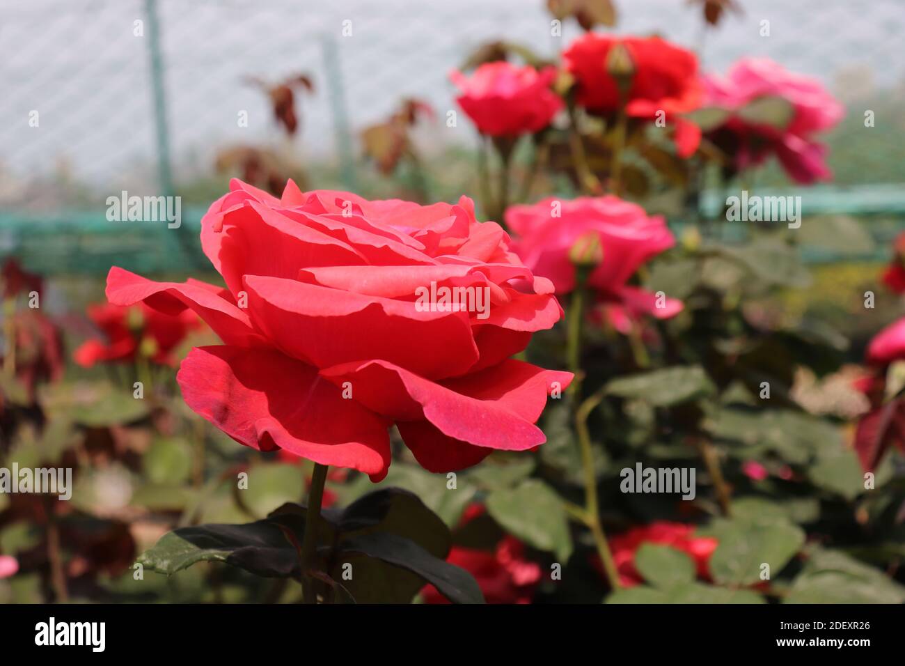 close up view of beautiful red rose in a garden in Chengdu, China Stock ...