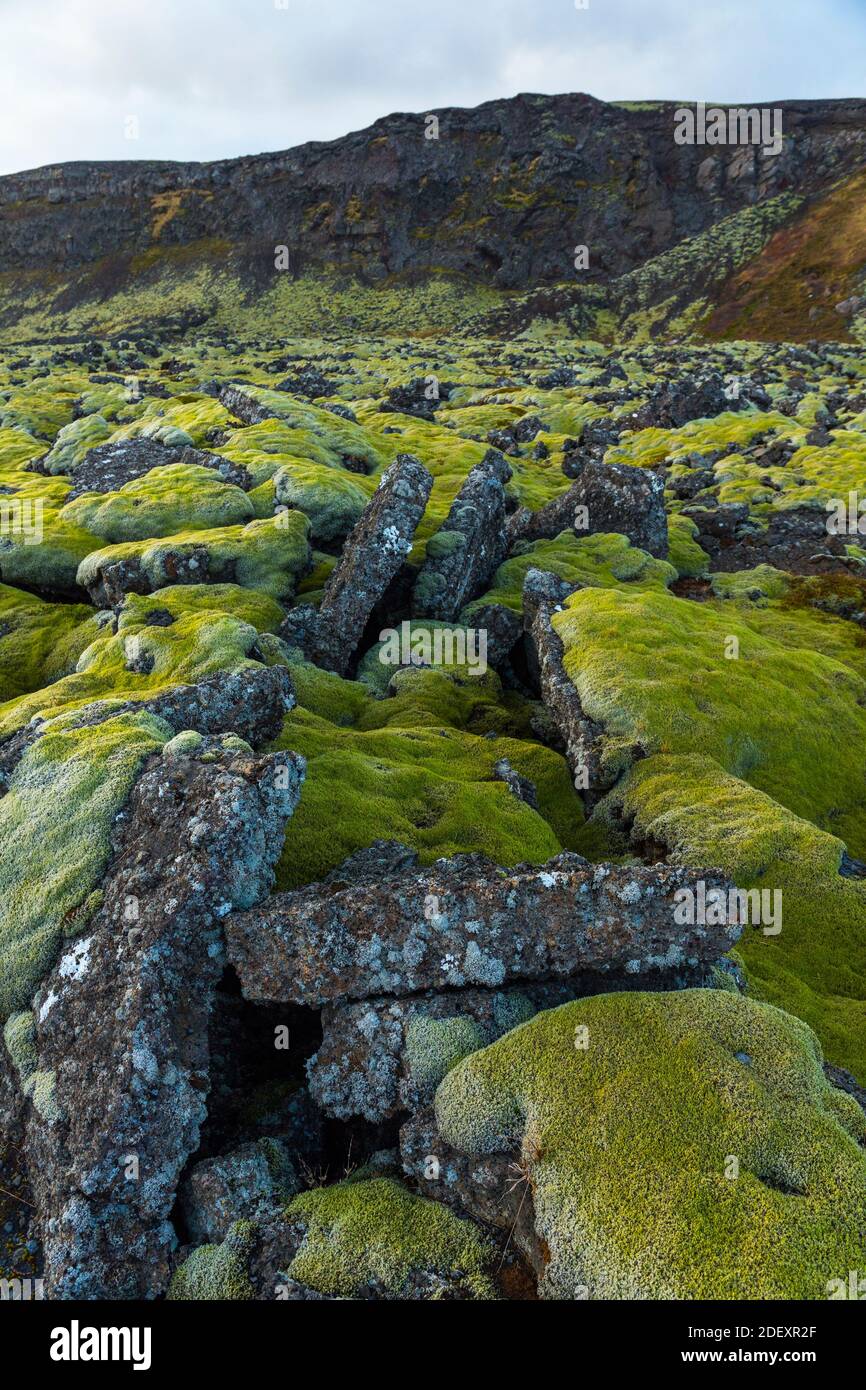 Lava fields, Reykjanes Peninsula, Southern Iceland, Iceland, Europe ...