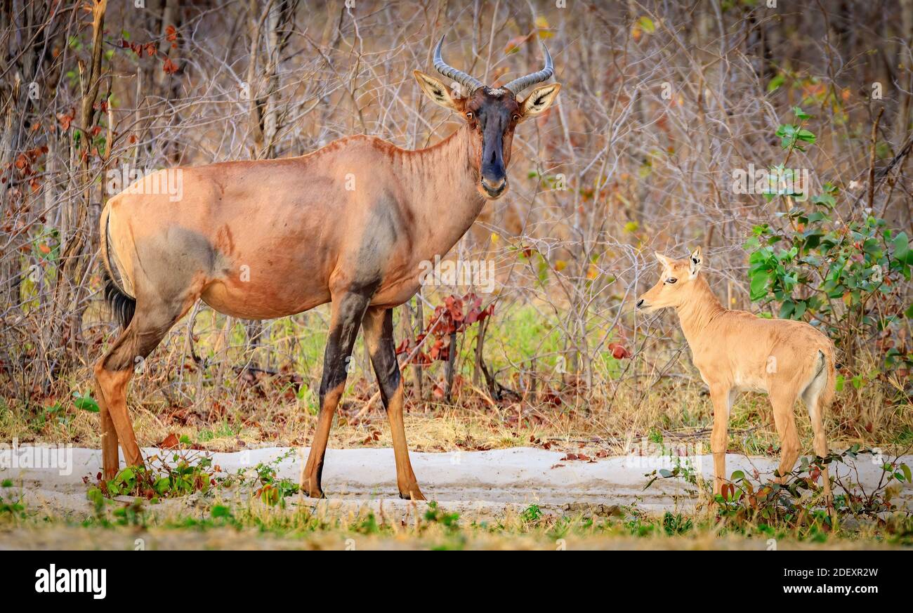 Topi mother and calf Stock Photo - Alamy