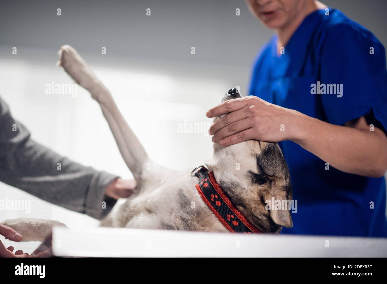 Treatment of a dog in a veterinary clinic Stock Photo - Alamy