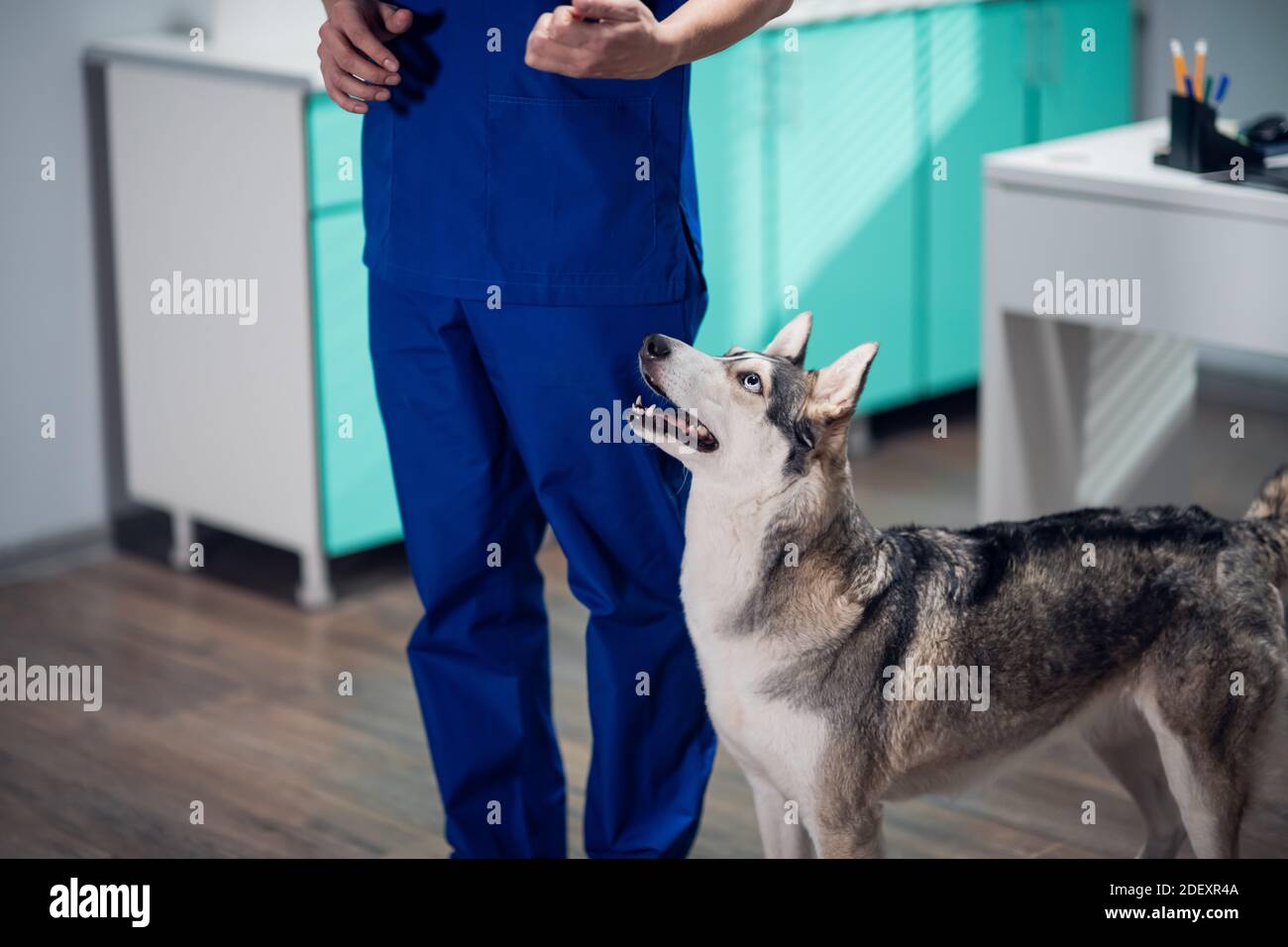 A beautiful husky dog with blue eyes in a vet clinic Stock Photo - Alamy